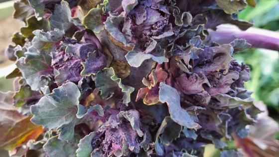 Growing unusual crops: A variation on the familiar